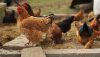 How to Grow Chicken Feed (The Easy Way) - The Grow Network : The Grow ...