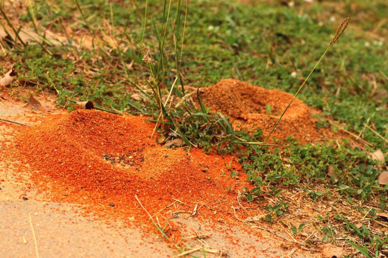 Natural Fire Ant Control - The Grow Network : The Grow Network