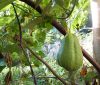 Growing Chayote Squash - The Grow Network : The Grow Network