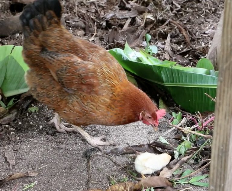 Back to Eden Chicken Run Composting: Easy and Productive! - The Grow ...