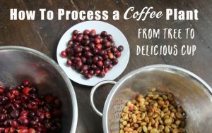 How to Process a Coffee Plant From Tree To Delicious Cup - The Grow ...