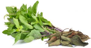 How to Grow Tulsi: The Superpower Salad Herb - The Grow Network : The ...