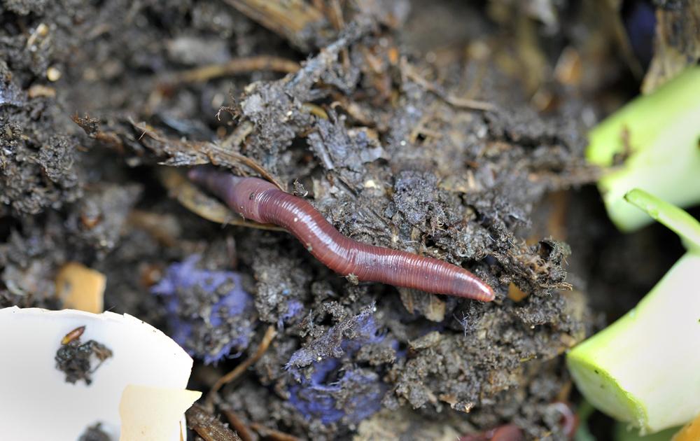 Small-Space Vermiculture, Step-by-Step - The Grow Network : The Grow ...