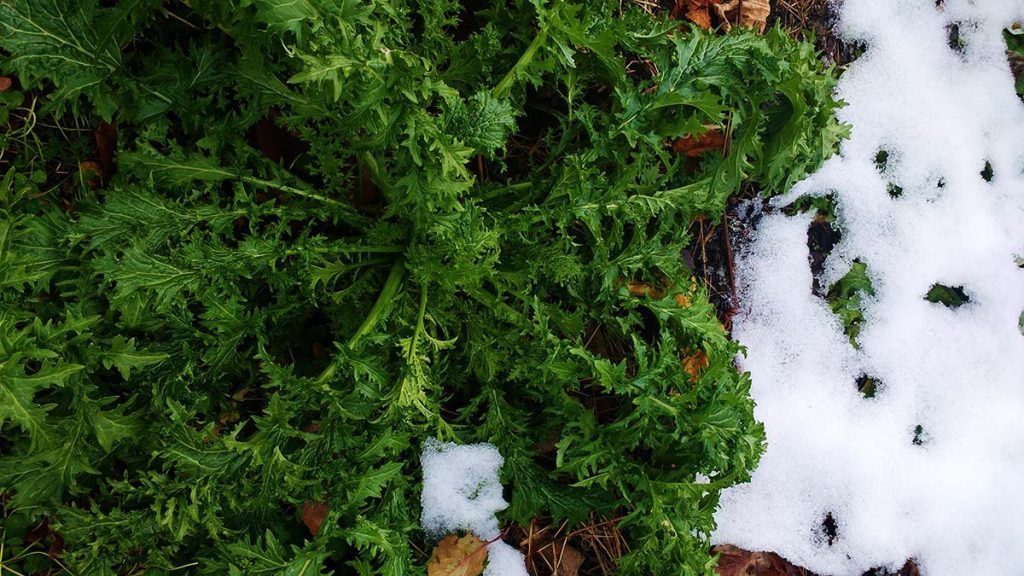 How to Grow Mustard Greens (With Recipe) - The Grow Network : The Grow ...