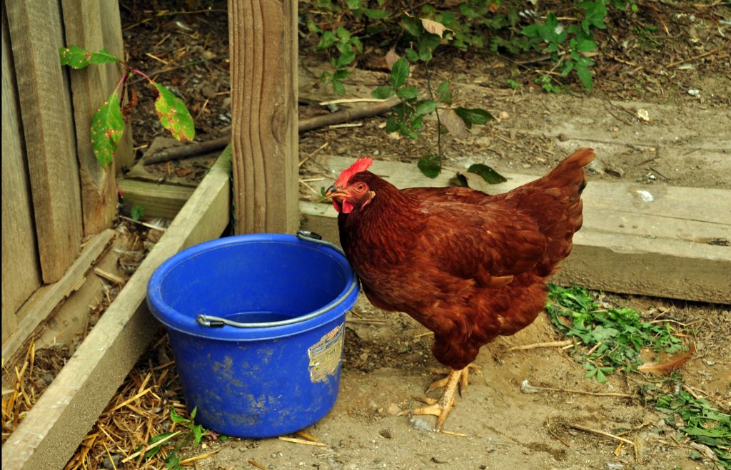 How to Keep Chicken Water From Freezing - The Grow Network : The Grow ...
