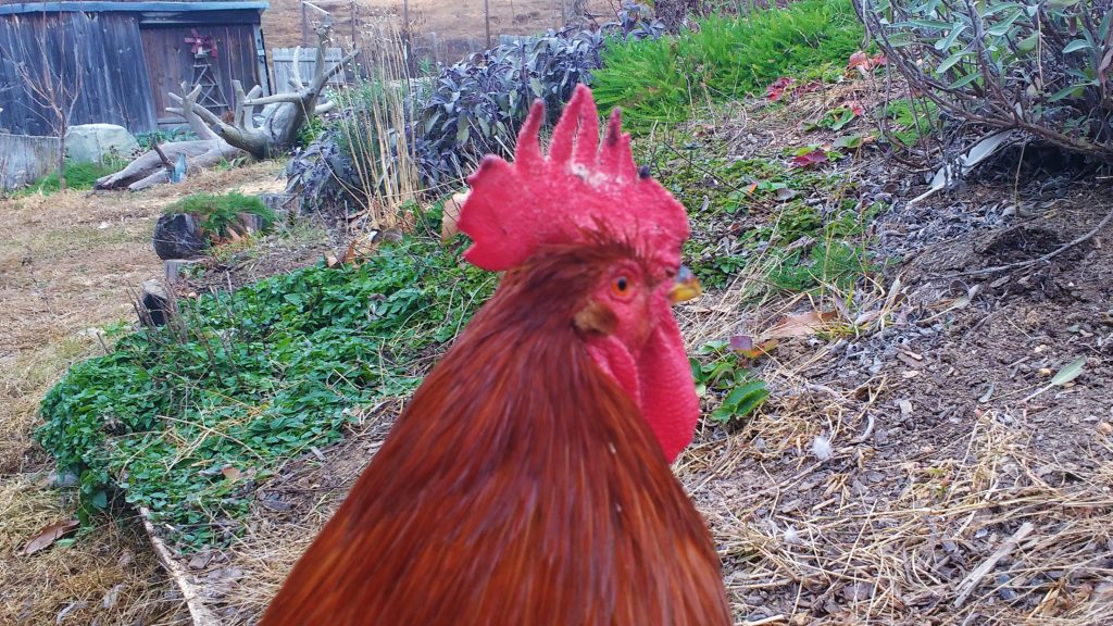 How to Prevent (and Treat) Frostbite in Chickens - The Grow Network ...