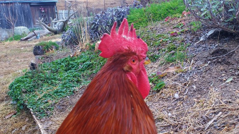 How to Prevent (and Treat) Frostbite in Chickens - The Grow Network ...