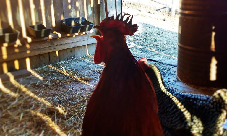 How to Prevent (and Treat) Frostbite in Chickens - The Grow Network ...