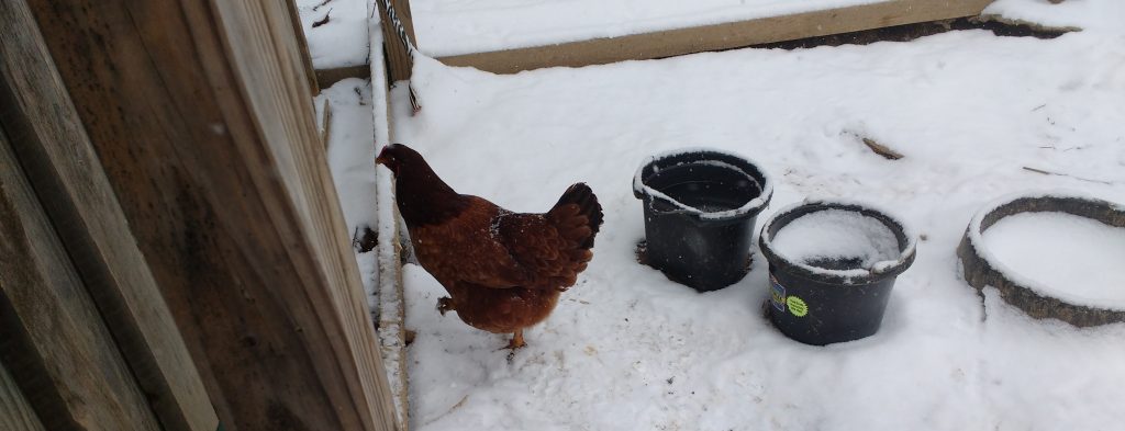How to Prevent (and Treat) Frostbite in Chickens - The Grow Network ...