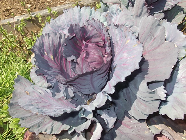 Crop Rotation for the Home Garden, Part 1: Pest Control - The Grow ...