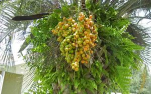 The Incredible, Edible, Pindo Palm! - The Grow Network : The Grow Network