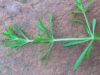 15+ Ways to Use Cleavers—From Dinner to Detox - The Grow Network : The ...