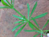 15+ Ways to Use Cleavers—From Dinner to Detox - The Grow Network : The ...