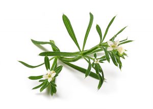 15+ Ways to Use Cleavers—From Dinner to Detox - The Grow Network : The ...