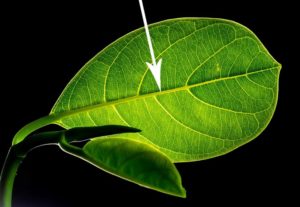 An Illustrated Glossary of 49 Botanical Terms - The Grow Network : The ...