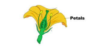 An Illustrated Glossary of 49 Botanical Terms - The Grow Network : The ...