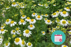 An Illustrated Glossary of 49 Botanical Terms - The Grow Network : The ...