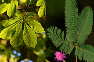 An Illustrated Glossary of 49 Botanical Terms - The Grow Network : The ...