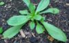 Growing Mâche: The Little Lettuce That Lasts All Winter - The Grow ...