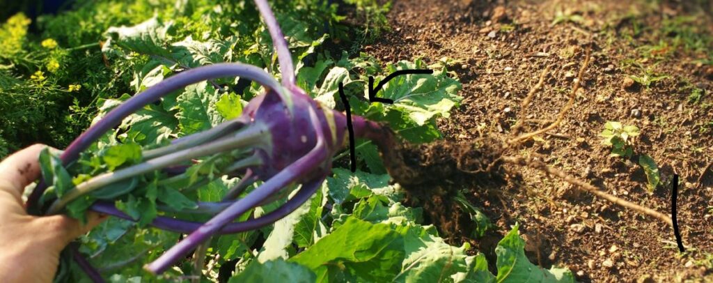 Growing Kohlrabi: A Sweet and Tangy Cool-Season Crop - The Grow Network ...