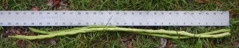 How to Grow the Amazing Snake Bean - The Grow Network : The Grow Network