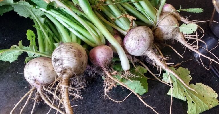 Turnips: Tops, Roots, and Routes to Good Health For You and Your Plants ...