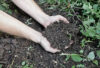 Lasagna Gardening Builds AMAZING Soil! - The Grow Network : The Grow ...