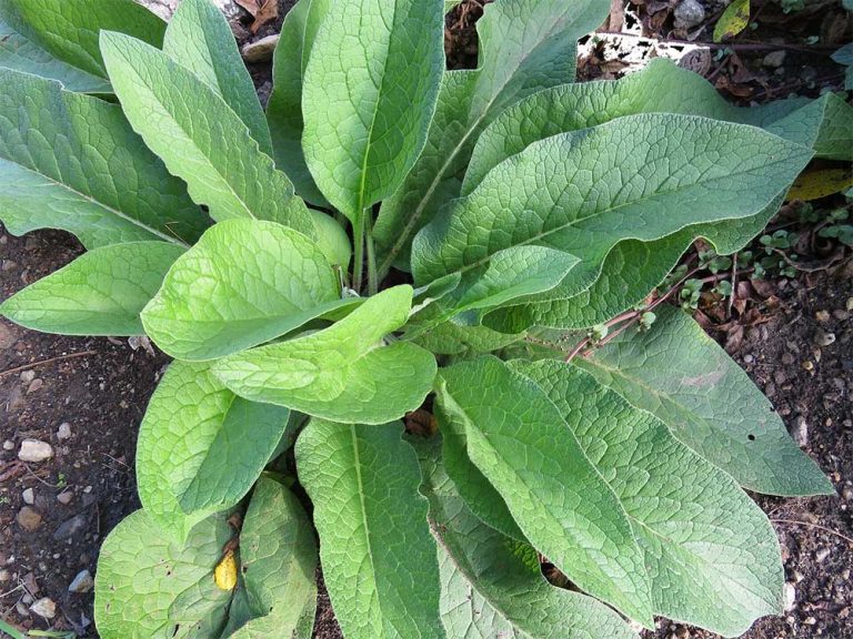 10 Medicinal Uses for Comfrey: Wound Healer, Muscle Relaxer, Ulcer ...