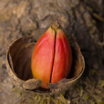 How to Eat Acorns: The Absolute Easiest Way - The Grow Network : The ...