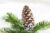7 Ways to Eat Pine Trees, Year-round - The Grow Network : The Grow Network