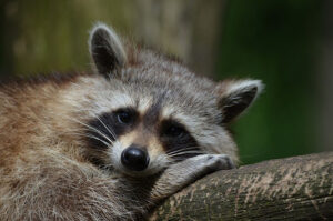 Raccoon Cuisine: Can You Eat a Raccoon? (+Recipes!) - The Grow Network ...