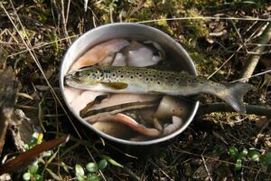 Homemade Natural Fertilizer—15 Simple and Inexpensive Options - The ...