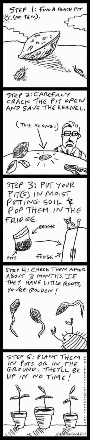 How to Grow a Peach Tree From Seed (Hint: Don’t Toss Those Pits!) - The ...