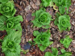 Organic Nitrogen Fertilizer: 6 Secrets to Soil Health - The Grow ...