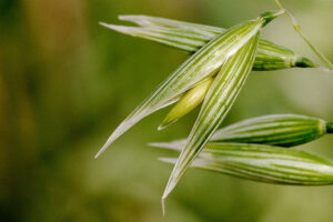How to Grow Milky Oat Tops: The Surprisingly Simple Guide - The Grow ...