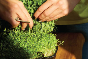 Small Space Gardening: Harvesting and Storing Microgreens : The Grow ...
